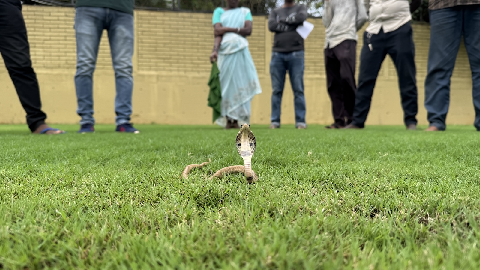 So You Want to Be a Snake Rescuer? Read This First. - NANU SENSE