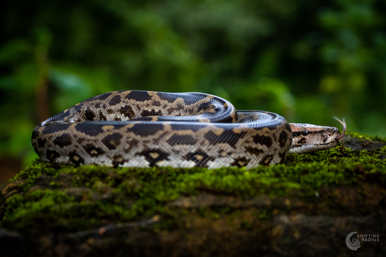 Decoding the Human–Snake Conflict in India - NANU SENSE